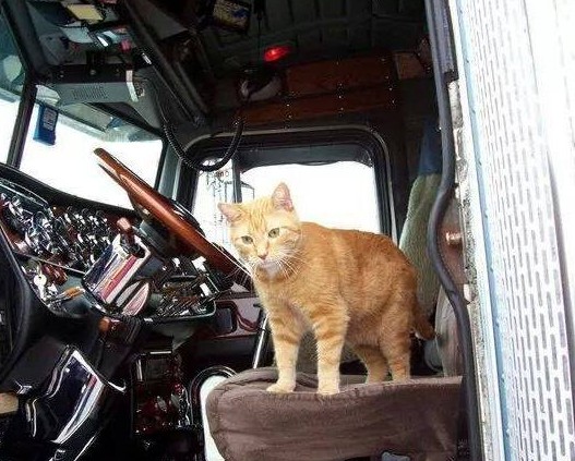 Frisky Felines Enhance Life on the Road for Truck Drivers