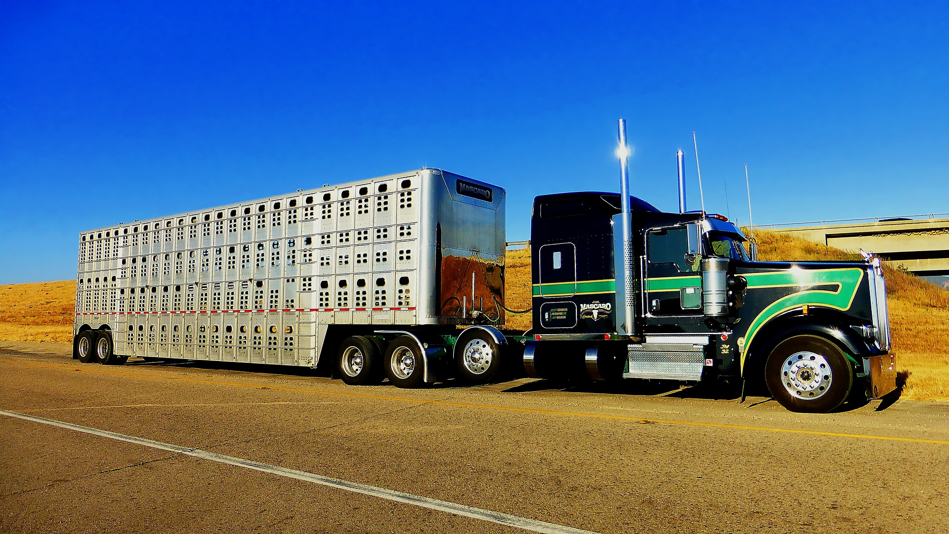 Hauling Livestock: 3 Things to Know